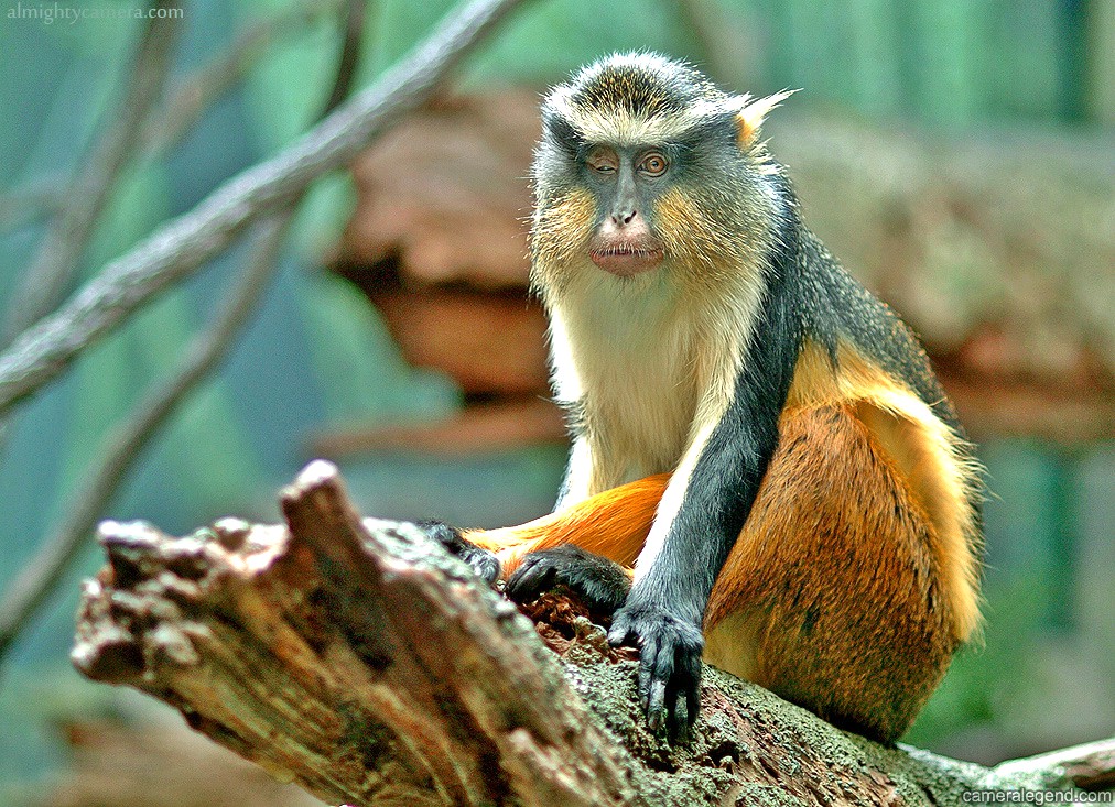 Tuesday Titans: The Nikon D2H and D2Hs – Camera Legend