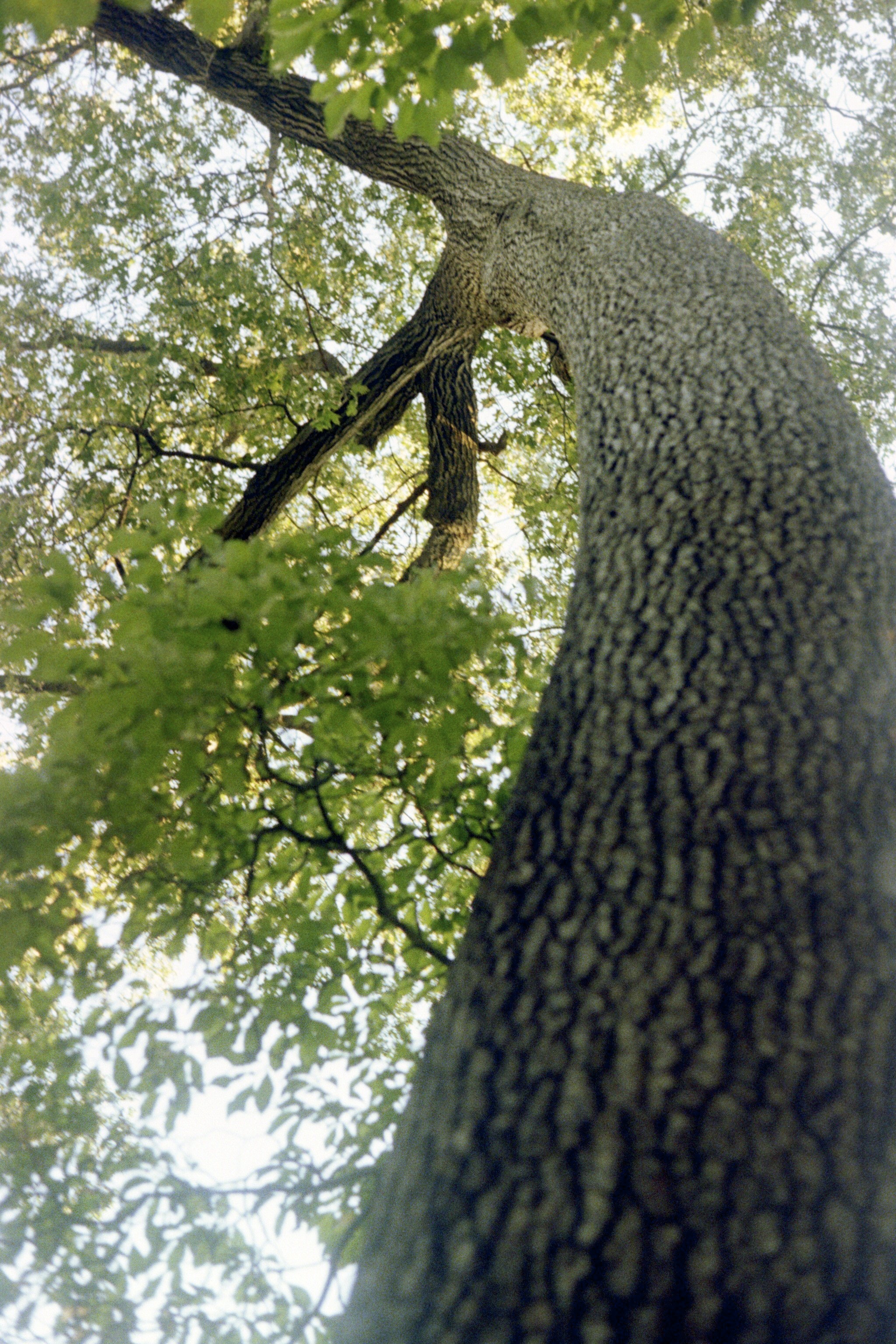 Monday Mystery Images & The Quality Of Walgreens Film Scans – Camera Legend